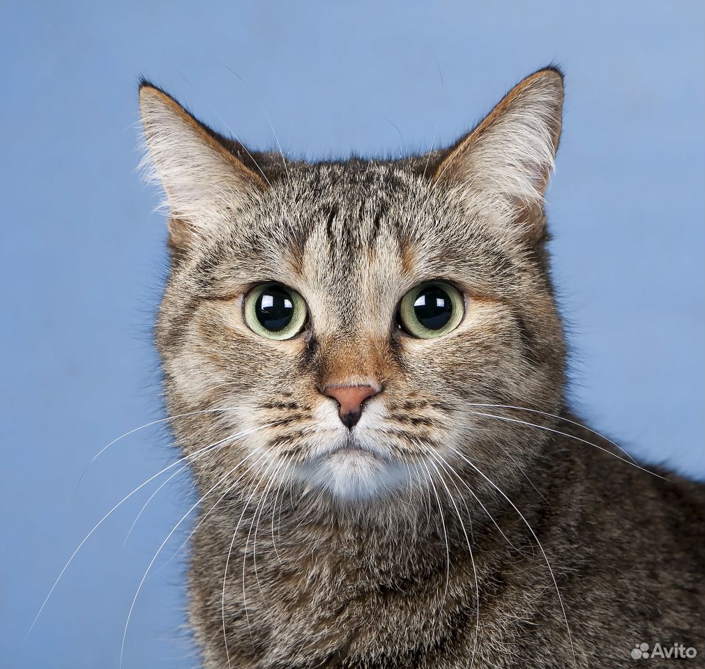 В добрые руки кошка Агата