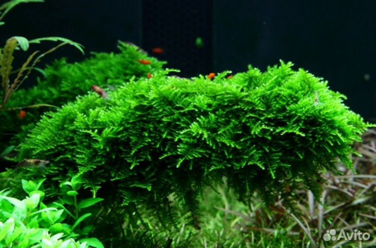 Мох рождественский, Анубис нана петит