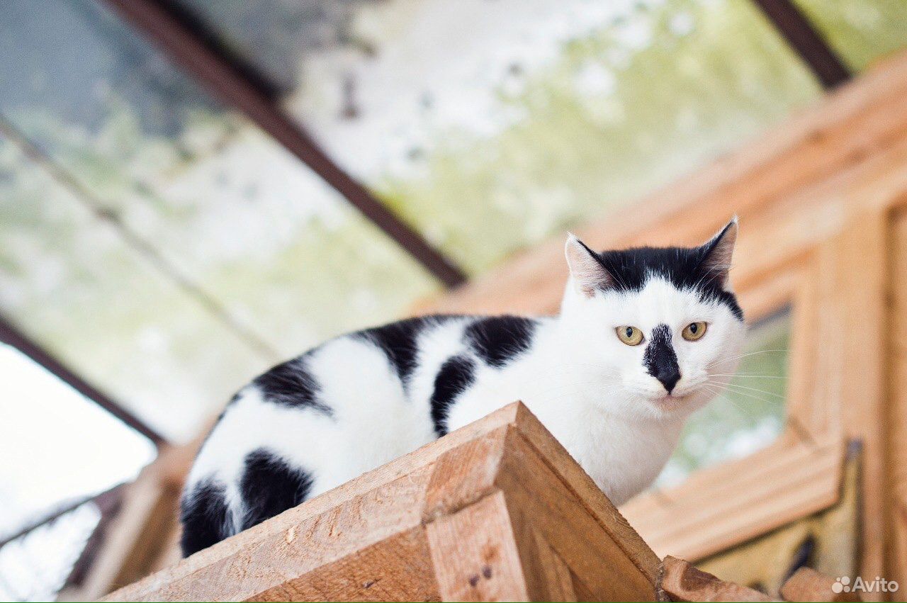 Котик в добрые ручки