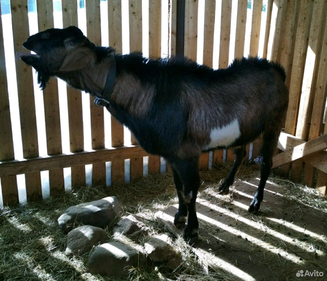 Нубийский козёл. Случка