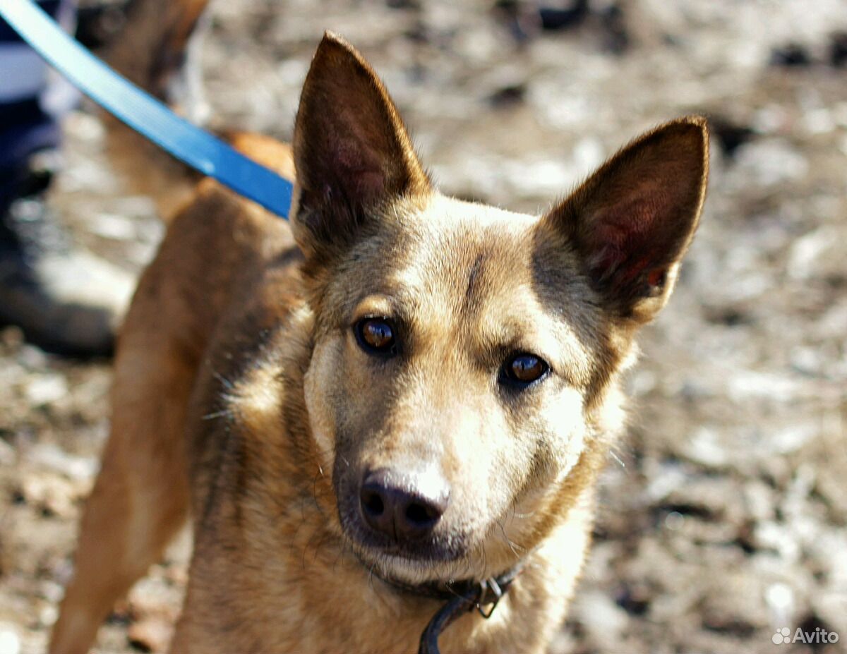 Добрейший мальчик пёс в добрые руки