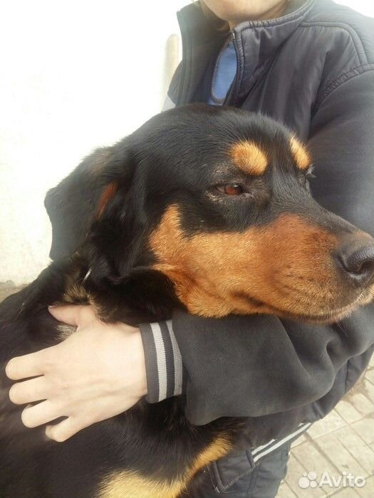 Отдам ротвейлера. Молодая сука