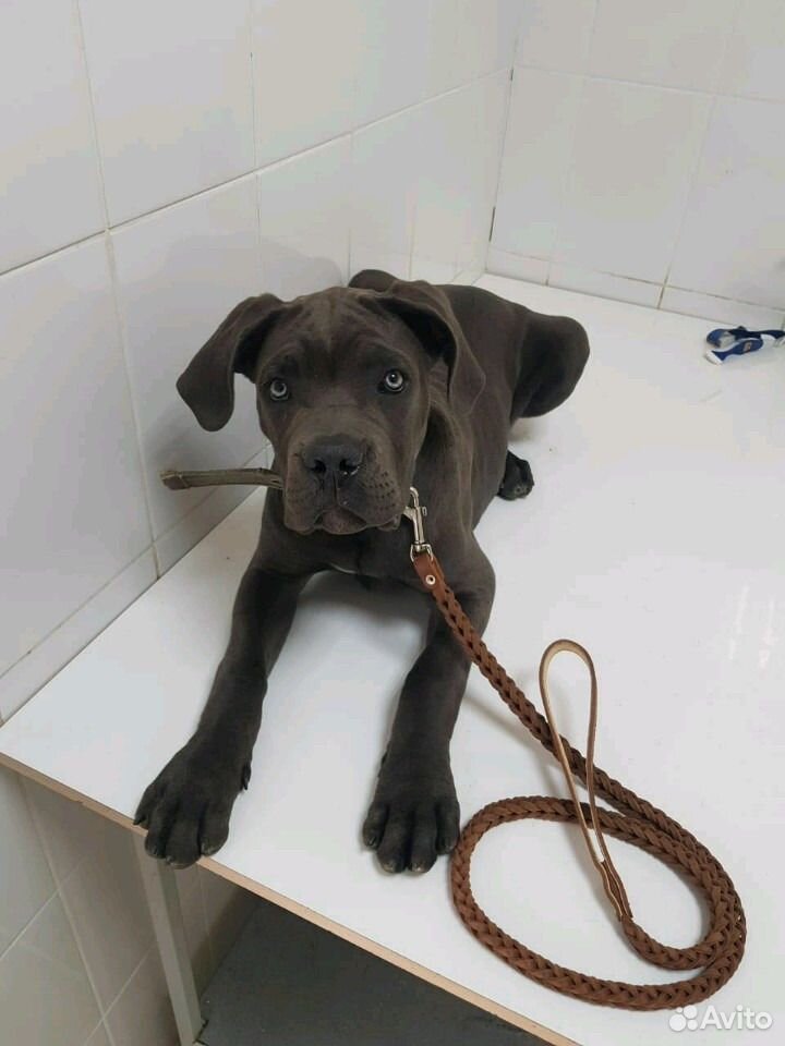 Верный друг