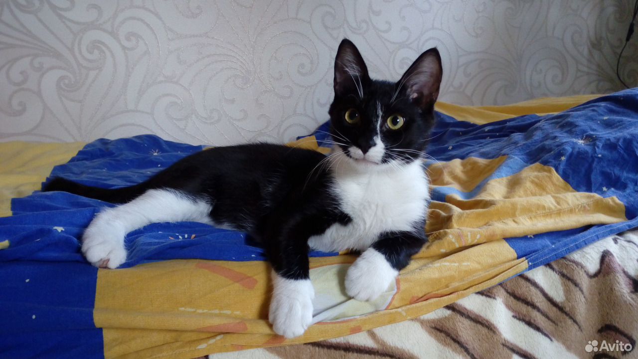 Котик, любознательный игрун