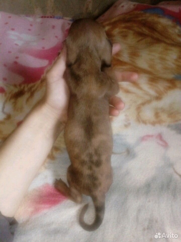 Рыже-мраморный кроль/мини мальчик
