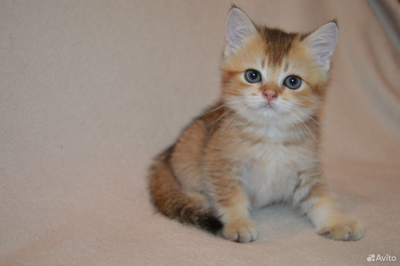 Золотой котик-соболек