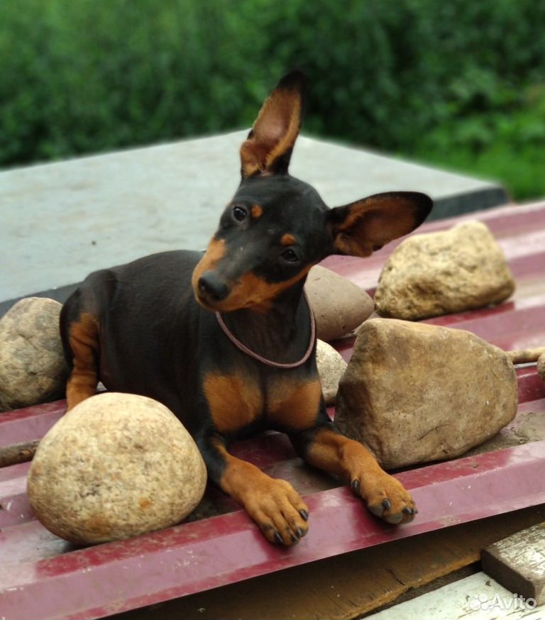 Породистые щенки цвергпинчера, 3-4 мес