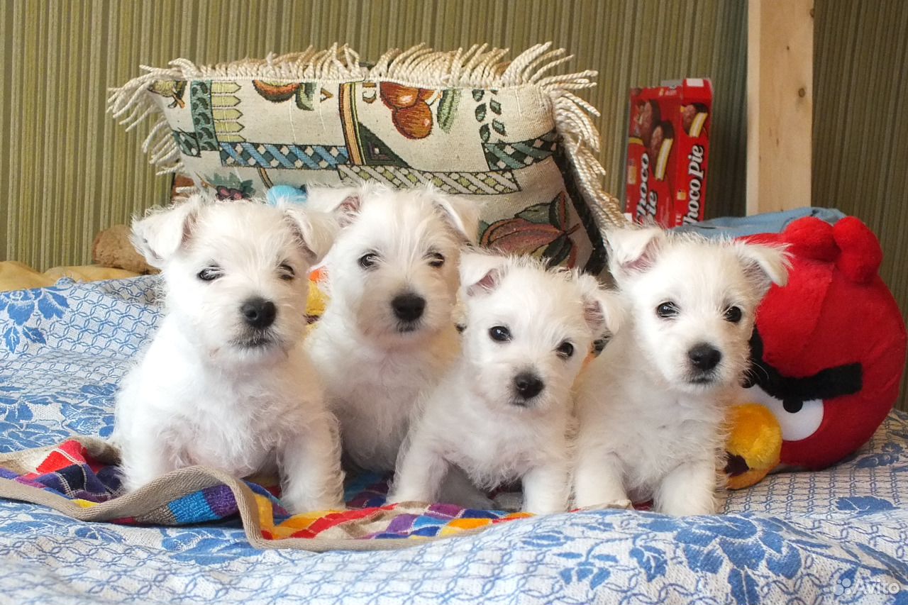 Щенки Вест хайленд вайт терьер