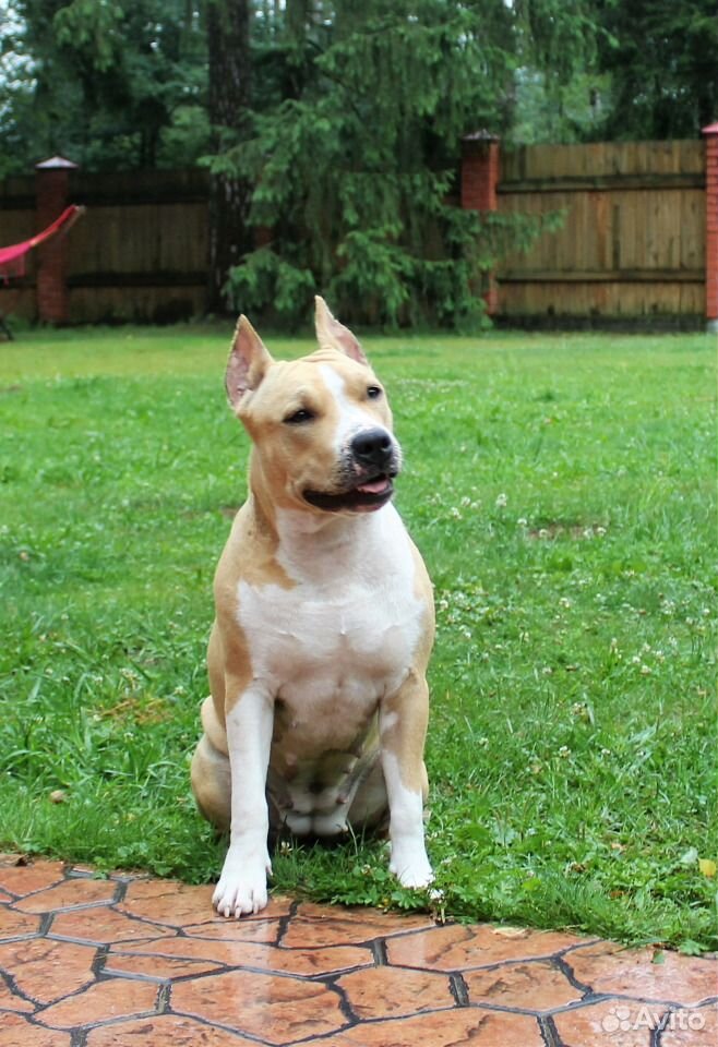 Американский стаффордшиский терьер