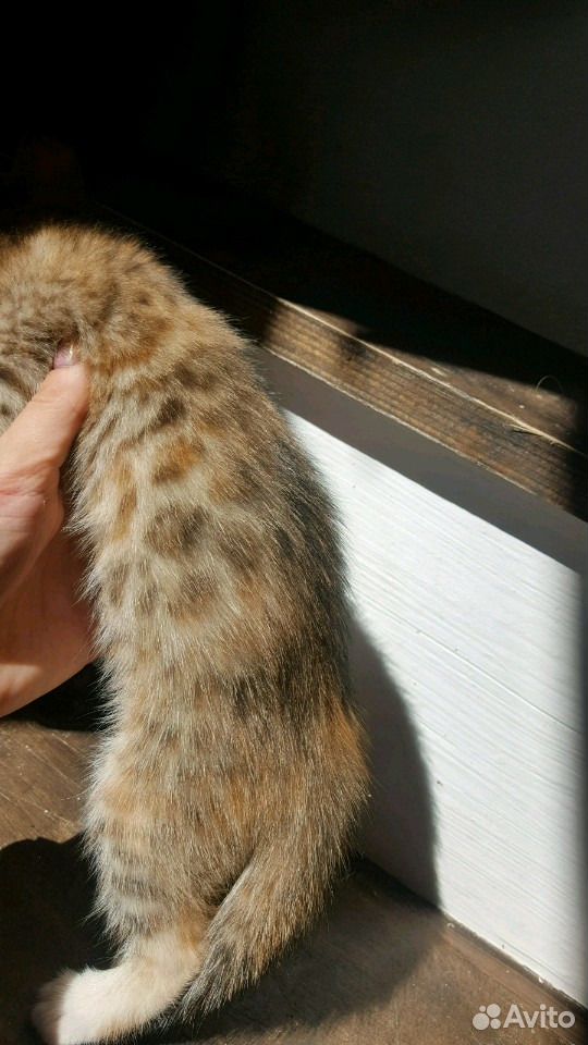 Котята от бенгальской кошки