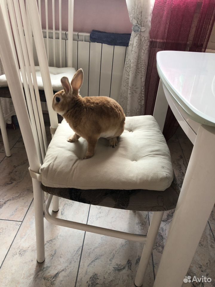 Карликовый кролик-рекс для случки