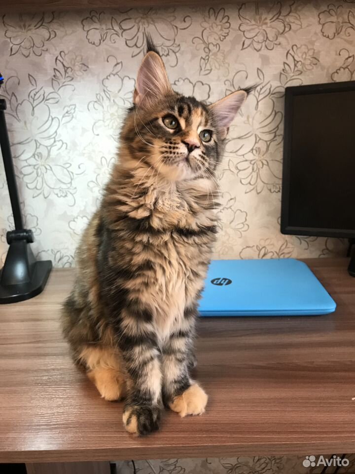 Ласковый кунёнок