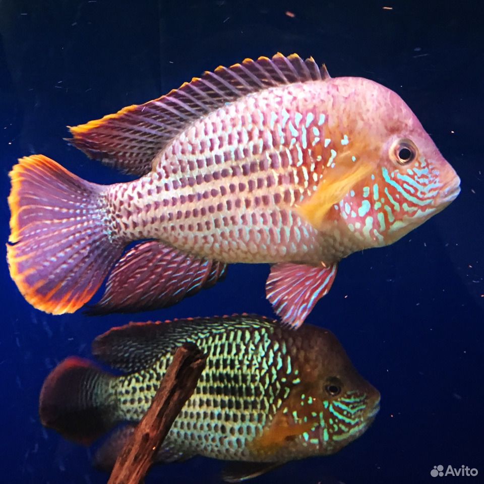 Взрослая самка бирюзовая акара цихлида