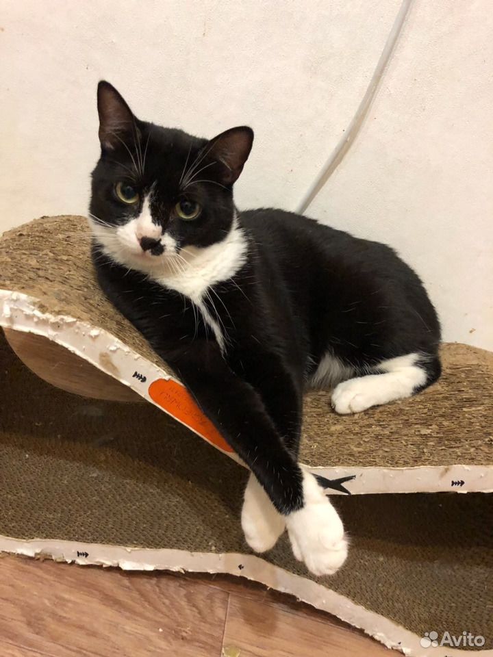 Кошечка Нюша в добрые руки
