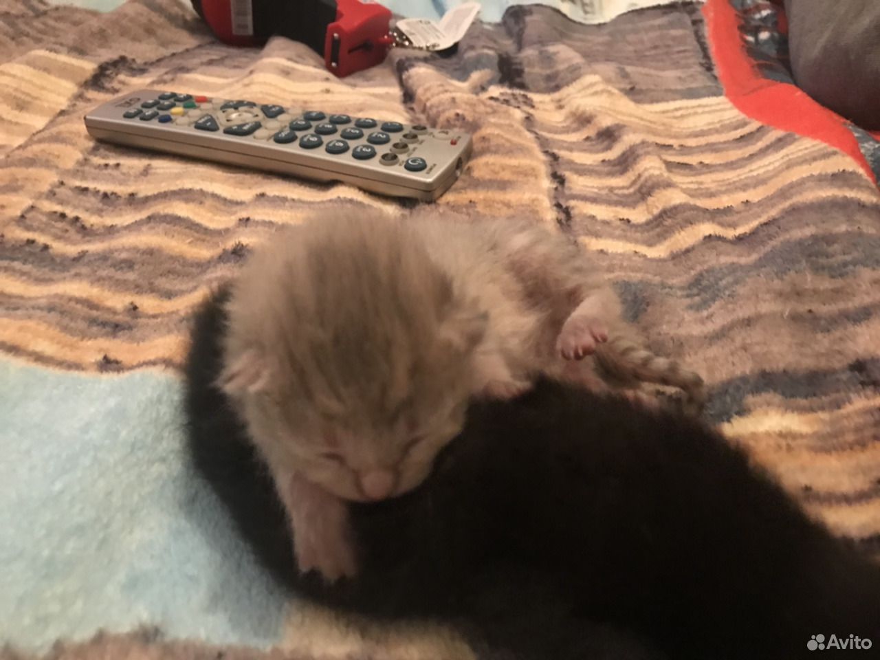 Котятки
