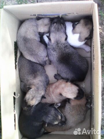 Щенята в хорошие руки