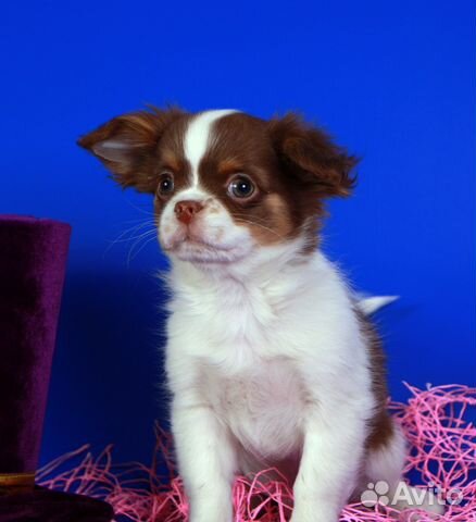 Мальчики мини чих