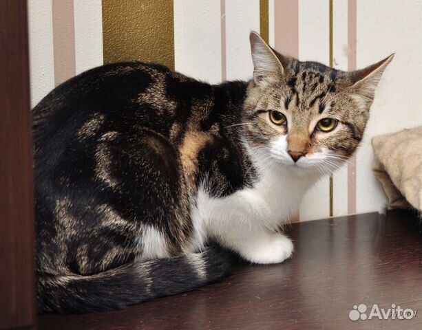 Молодой кот Маффин мраморного трёхцветного окраса