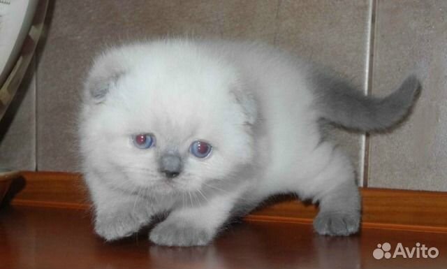 Колорные котята Санчо и Сакура