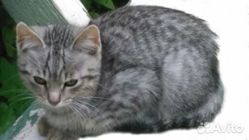 Шикарная, плюшевая девочка Молли ищет дом