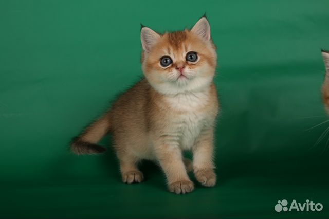 Британский котенок Маленькая тигрица