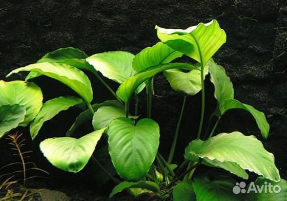 Анубиас (Ы) - Кринумы неск.видов и др.аквариумные