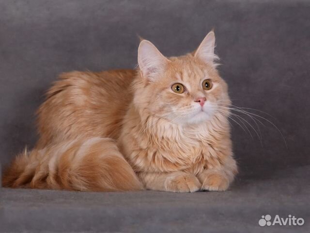 Сибирский котик с отличной родословной