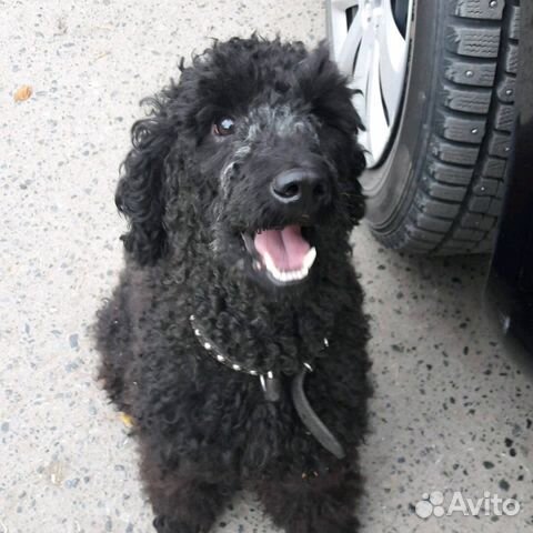 Потеряшка пудель черный малый