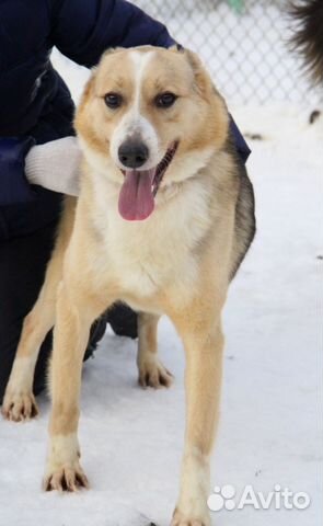 Желтая Собака в дар (нежный мальчик)