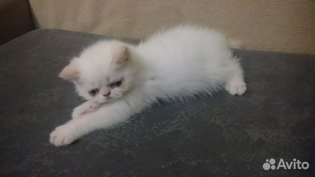 Очаровательный мальчик экзотической короткошерстно