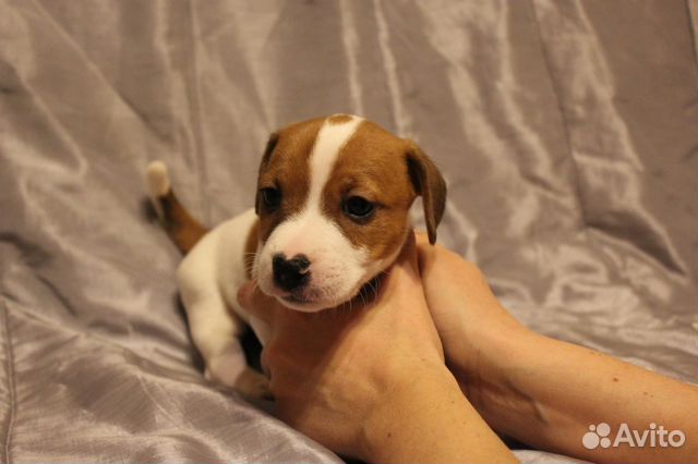 Клубные, породистые щенки Джек Рассел терьера