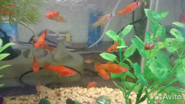 Рыбки меченосцы аквариумные. г. Кронштадт
