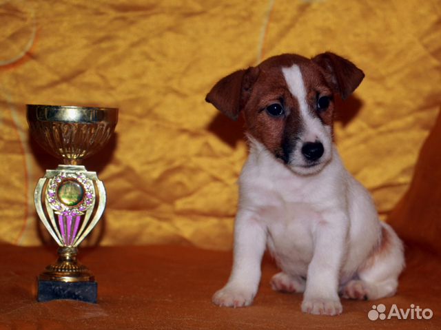 Будущий Чемпион