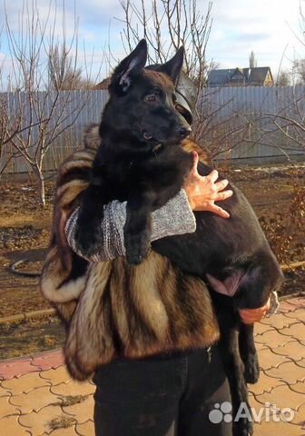 Чёрные щенки
