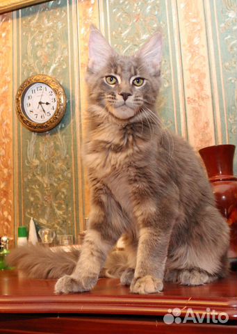 Девочка голубокремовая мраморная черепаха