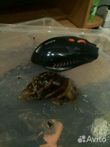 Ахатина улитка