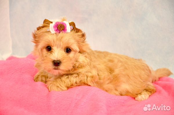 Золотая кремовая штучка