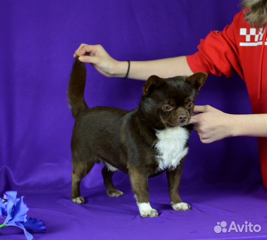 Шоко Бой мальчик Чихуауха