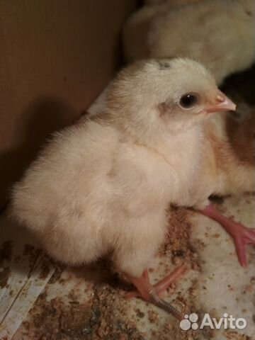 Индюшата, Бресс Гальские цыплята