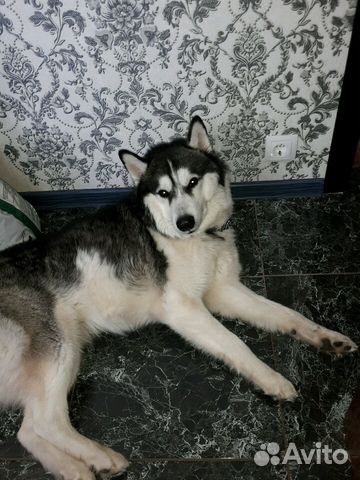 Сибирская хаски (кобель)