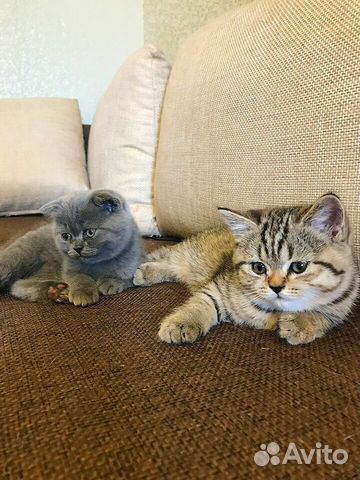 Шотландские котята