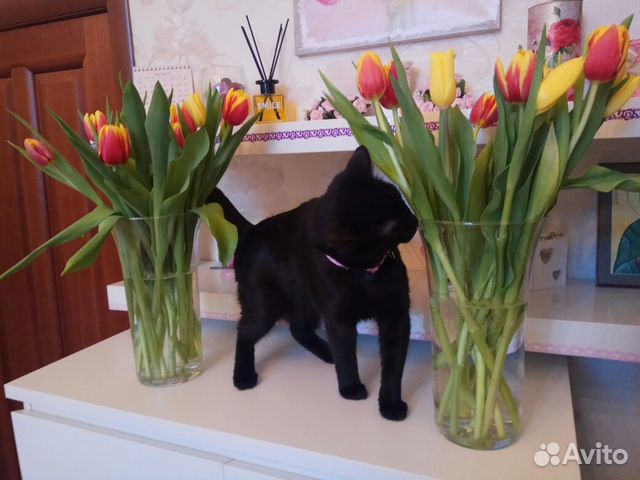 Отдам котенка-дев. 4 мес