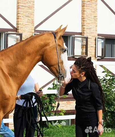 Золой дончак 2015