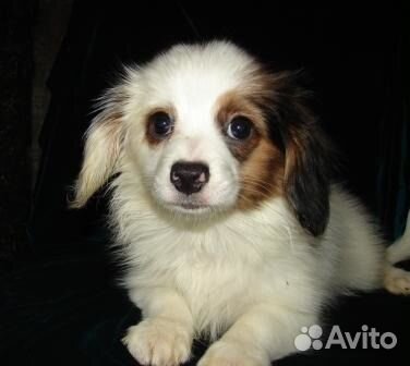 Мальчишка-зайчишка