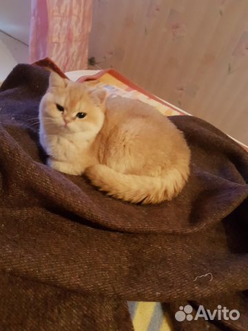 Эксклюзивный котик золотая шиншилла ny12