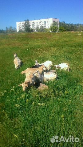 Продажа козлят от 1.5 до 2 мес