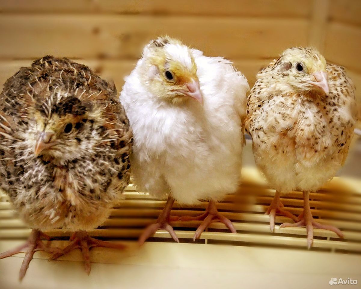 Перепела разные виды