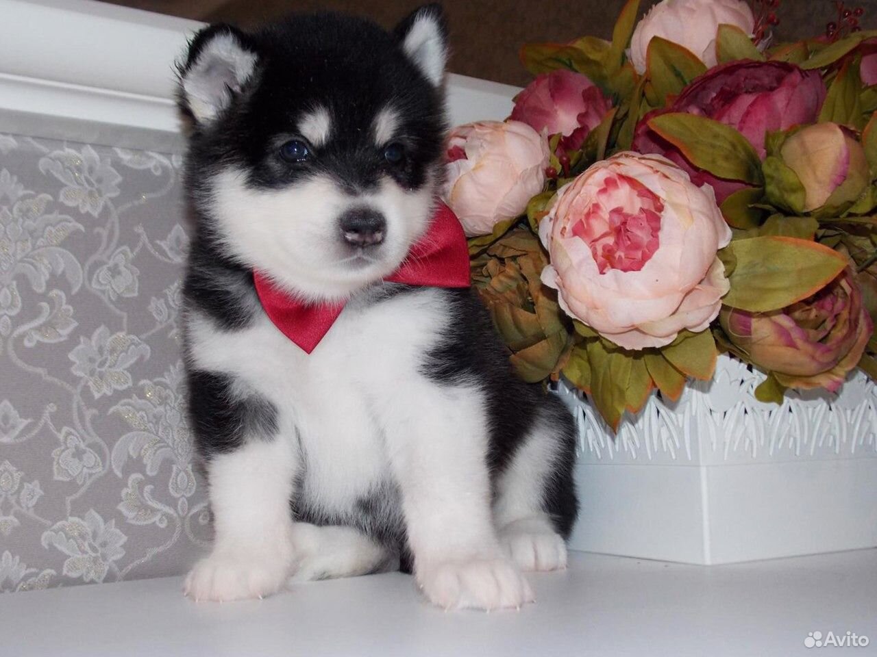 Редкие окрасы маламутов