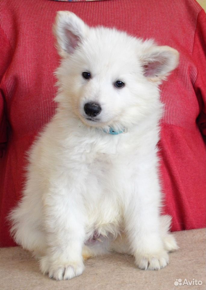 Щенки белой швейцарской овчарки