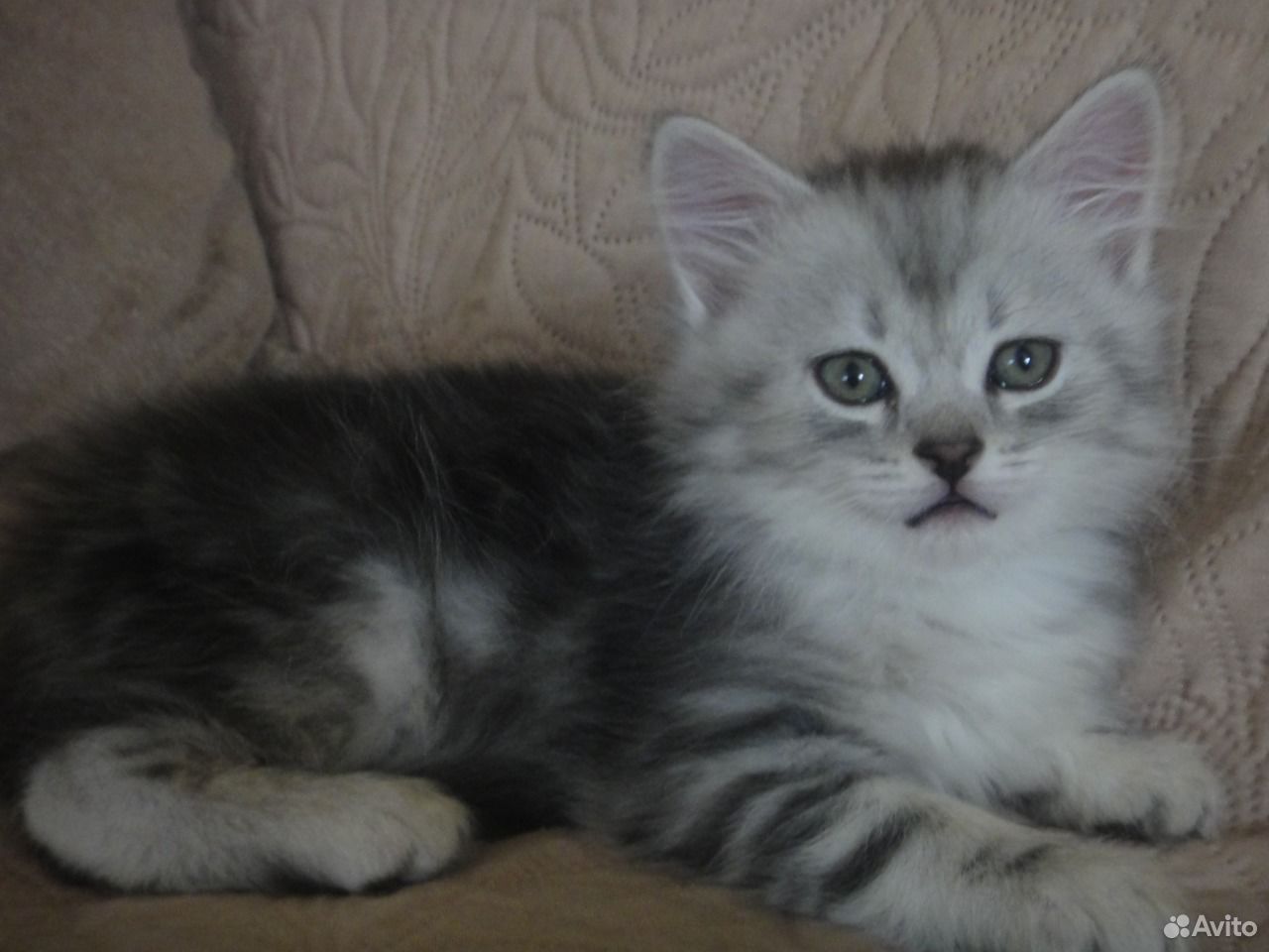 Продам любимых котят